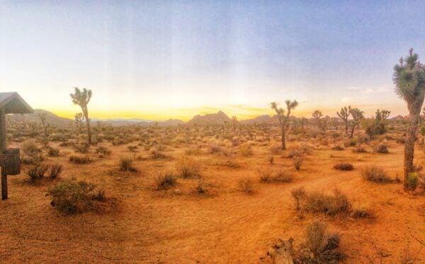 Your Best RV Guide to Joshua Tree National Park | TREKKN